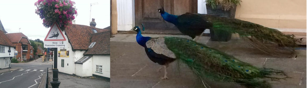 Percy the Peacock - The Mirror of Pharos
